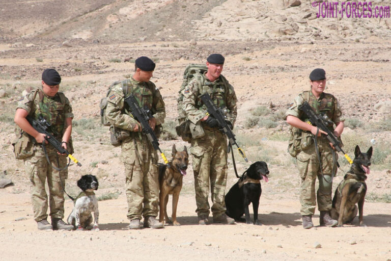 UK Military Working Dog To Receive PDSA Dickin Medal | Joint Forces News